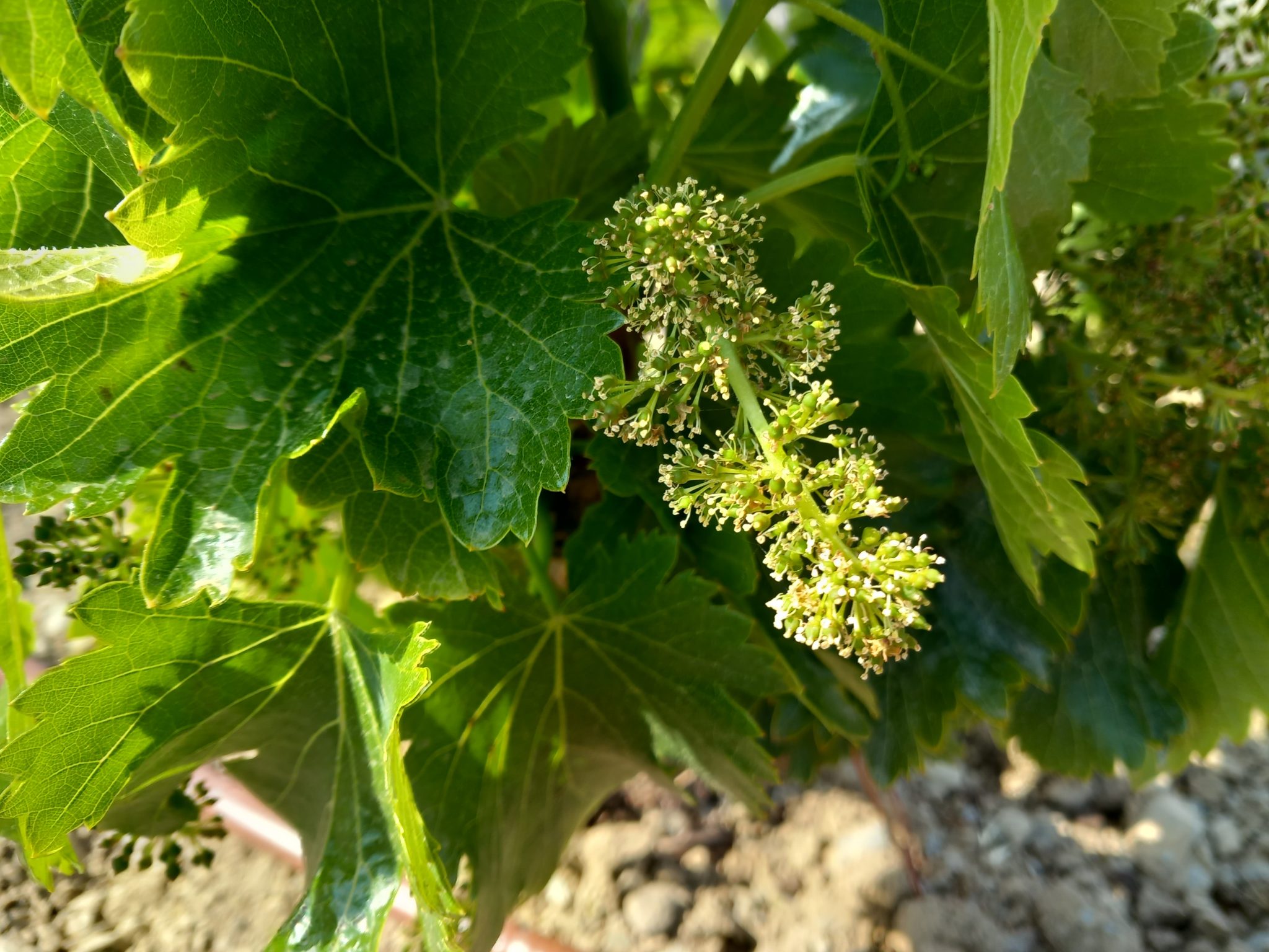 Floración de la vid y ciclo vegetativo – Buil&Gine